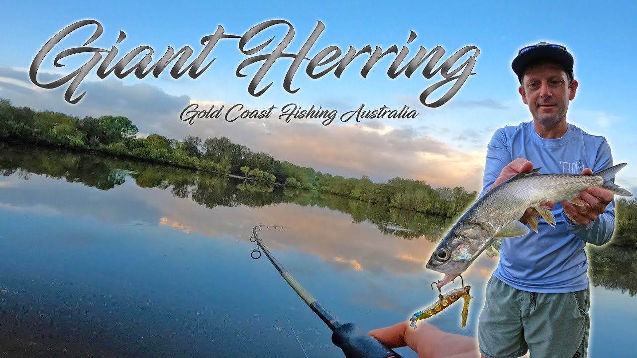 Chasing Saltwater Acrobats... The search for Gold Coast Giant Herring ...