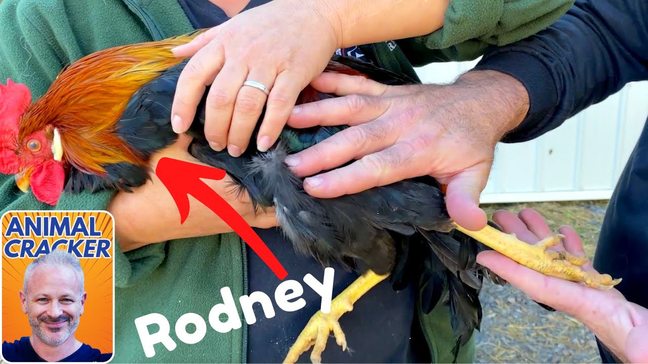 ROOSTER GETS A CHIROPRACTIC ADJUSTMENT ~ FIXES TAIL! - YouTube