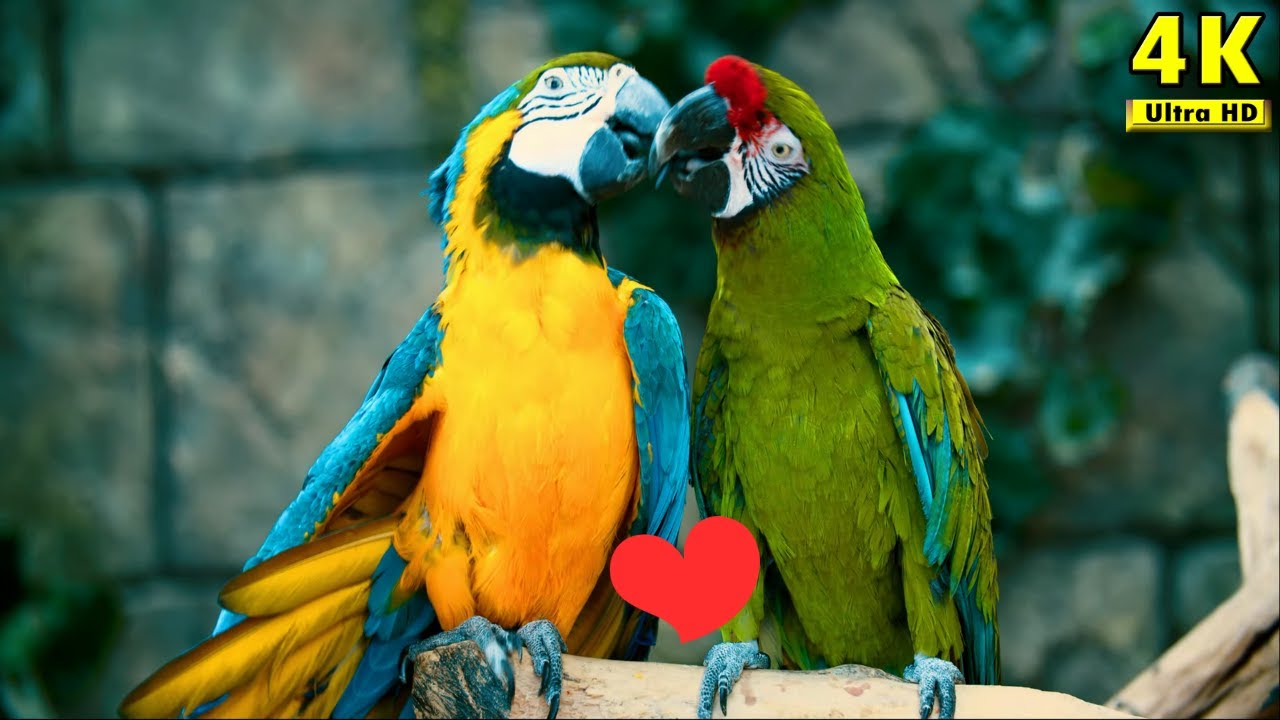 Amazon Rainforest 4K HDR 60fps Jungle Animals & Birds Chirping Nature ...