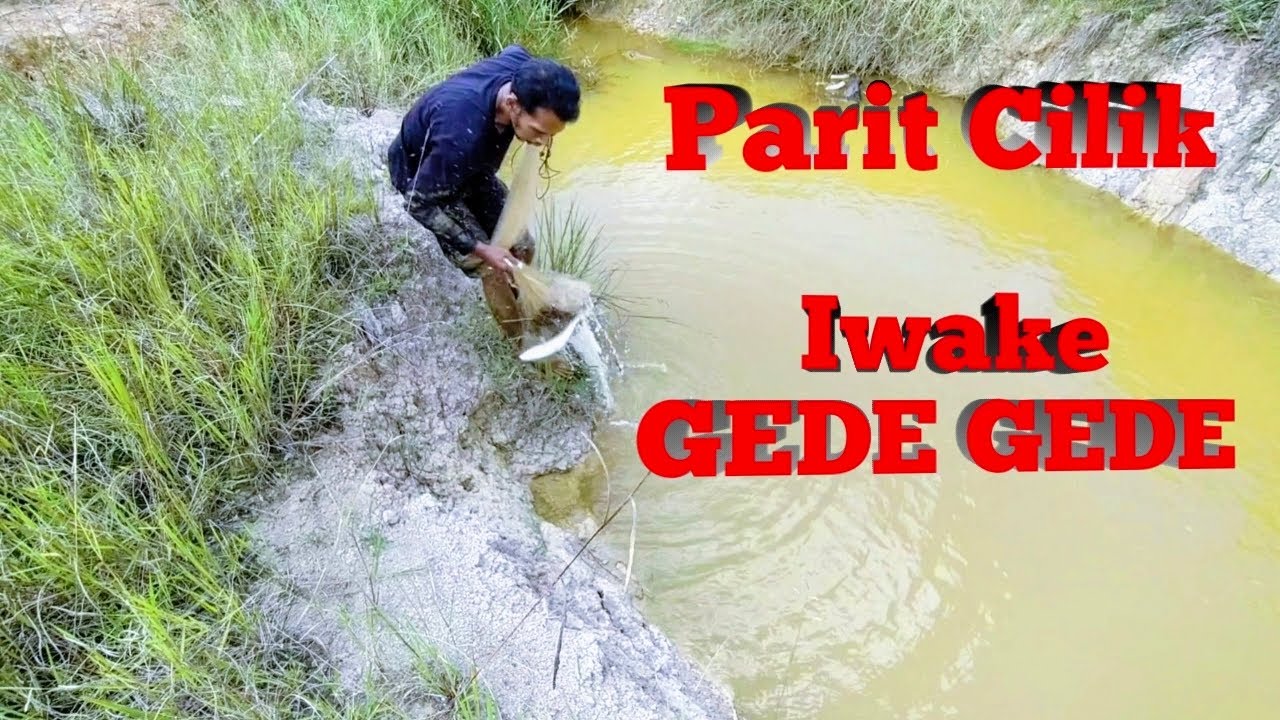 Menjala Di Parit Galian Sawit,Bonus Channa Pleuro,..😱😱!! - YouTube