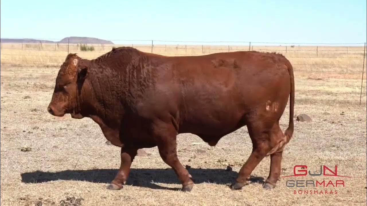 Lot 21 Germar, 21 Sep 2022 - YouTube