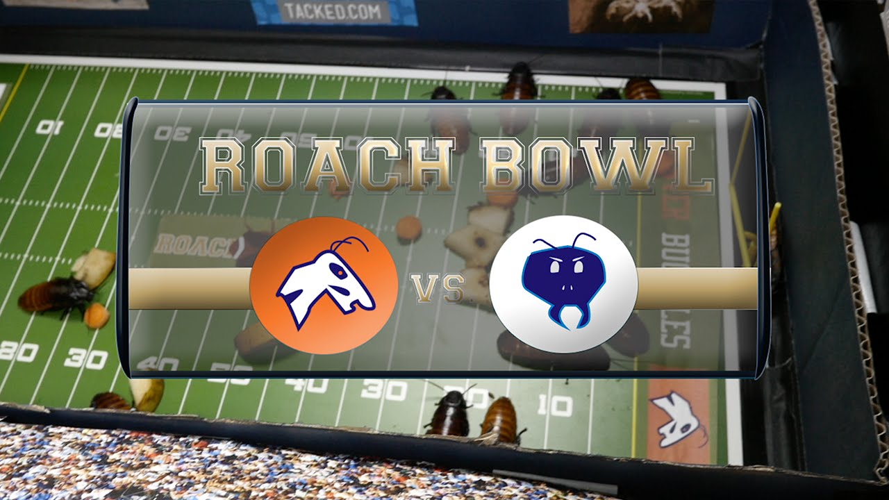 The Roach Bowl! - YouTube