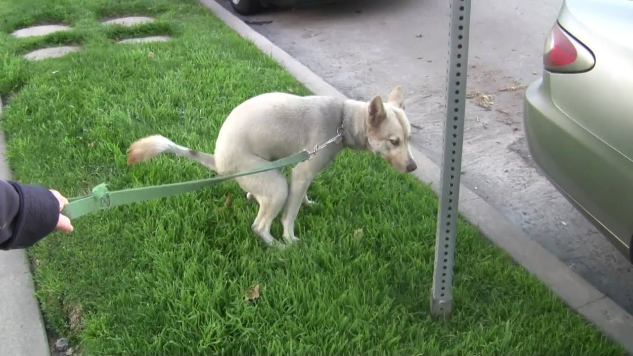 Wolf Poopie - YouTube