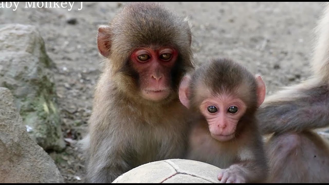 Cute sibling trying to protect, baby monkey playing with ball - YouTube