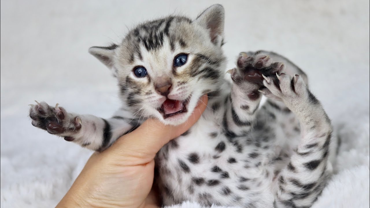 Newborn (3G) F3 silver bengal kittens #bengalcat #newborn #kittens # ...