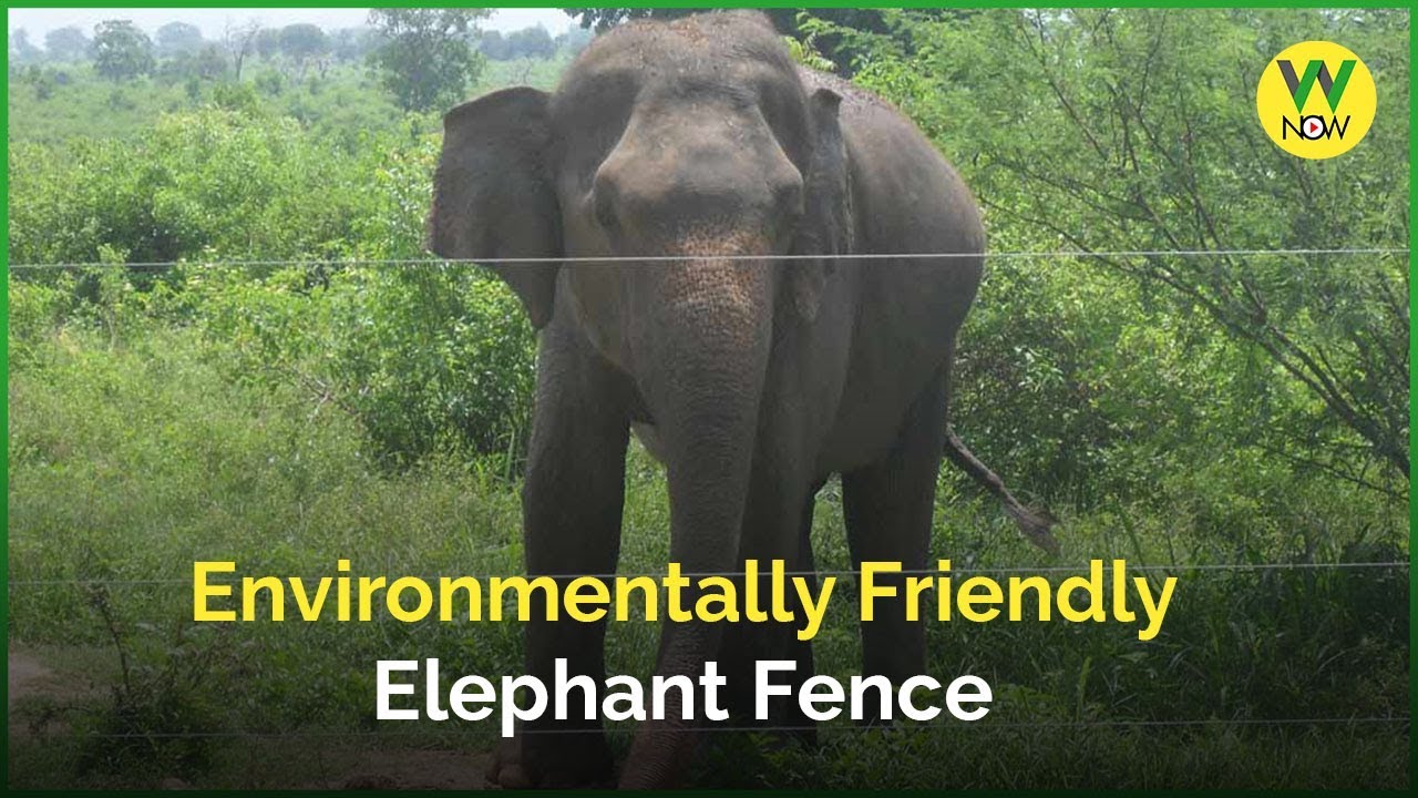Environmentally Friendly Elephant Fence - YouTube
