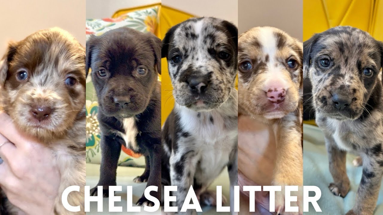 The Beautiful Chelsea Little is ready for Adoption! - YouTube