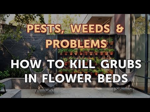 How to Kill Grubs in Flower Beds - YouTube