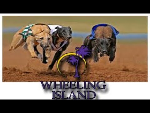 Wheeling Island Greyhound Racing - YouTube
