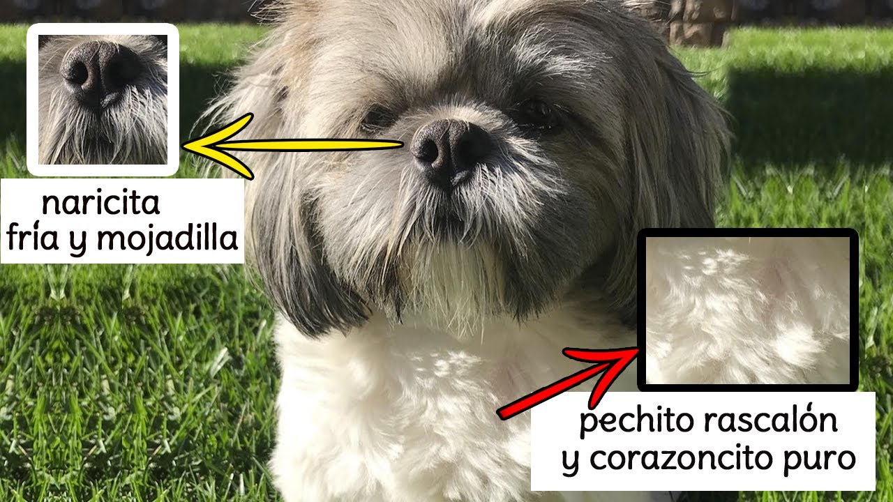 Perrito con naricita de botoncito fría y mojadilla | Señor Hamilton ...