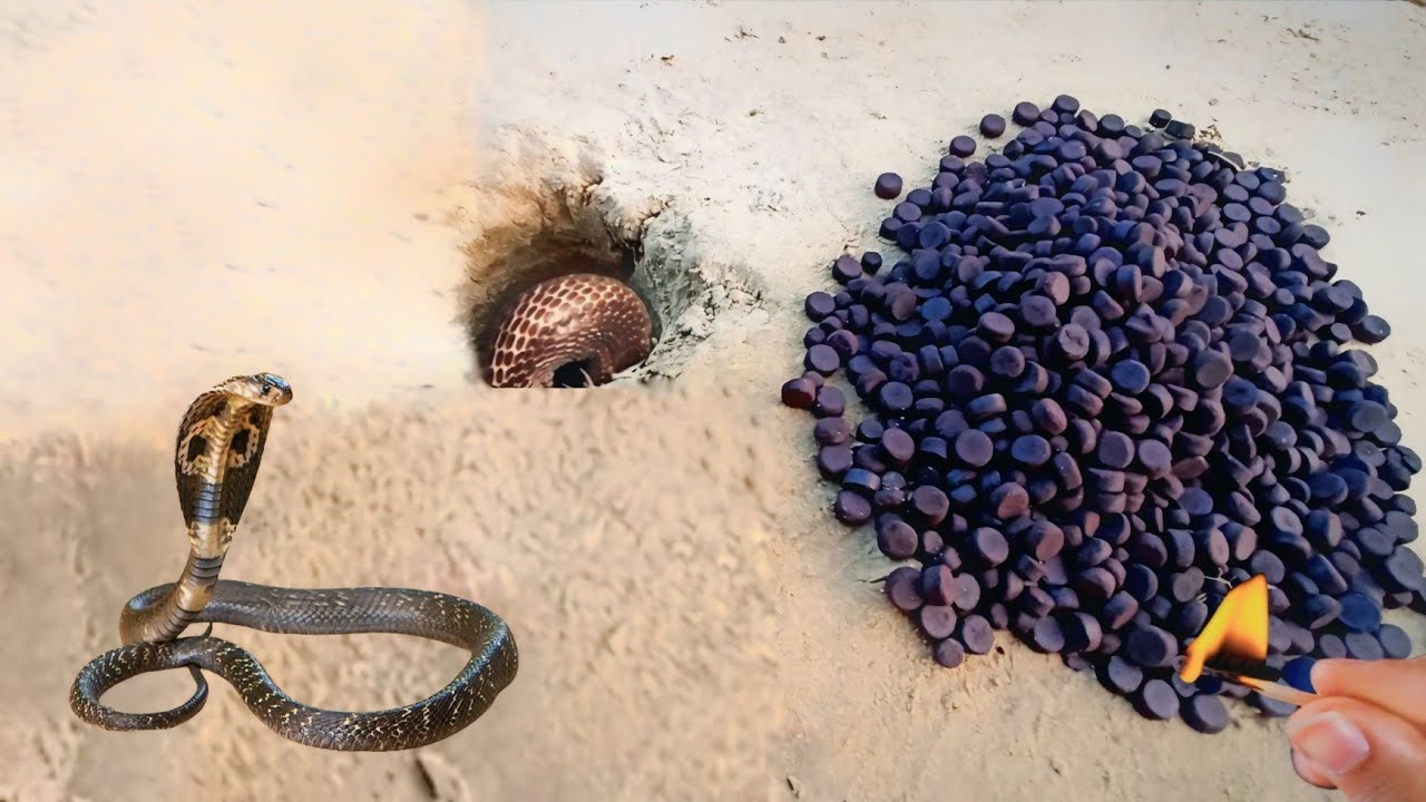 Snake Bombs 100000 | सांप की गोलियों को एक साथ चलाए | Snake Goli ...
