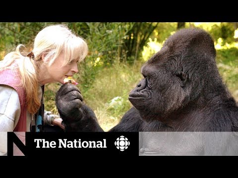 Koko the gorilla dead at age 46