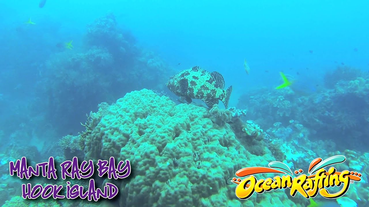 Snorkelling at Manta Ray Bay on Hook Island with Ocean Rafting - YouTube