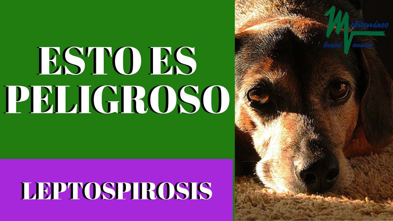 ENFERMEDAD RATAS. LEPTOSPIROSIS PERROS. ¿QUÉ ES LA LEPTOSPIROSIS ...