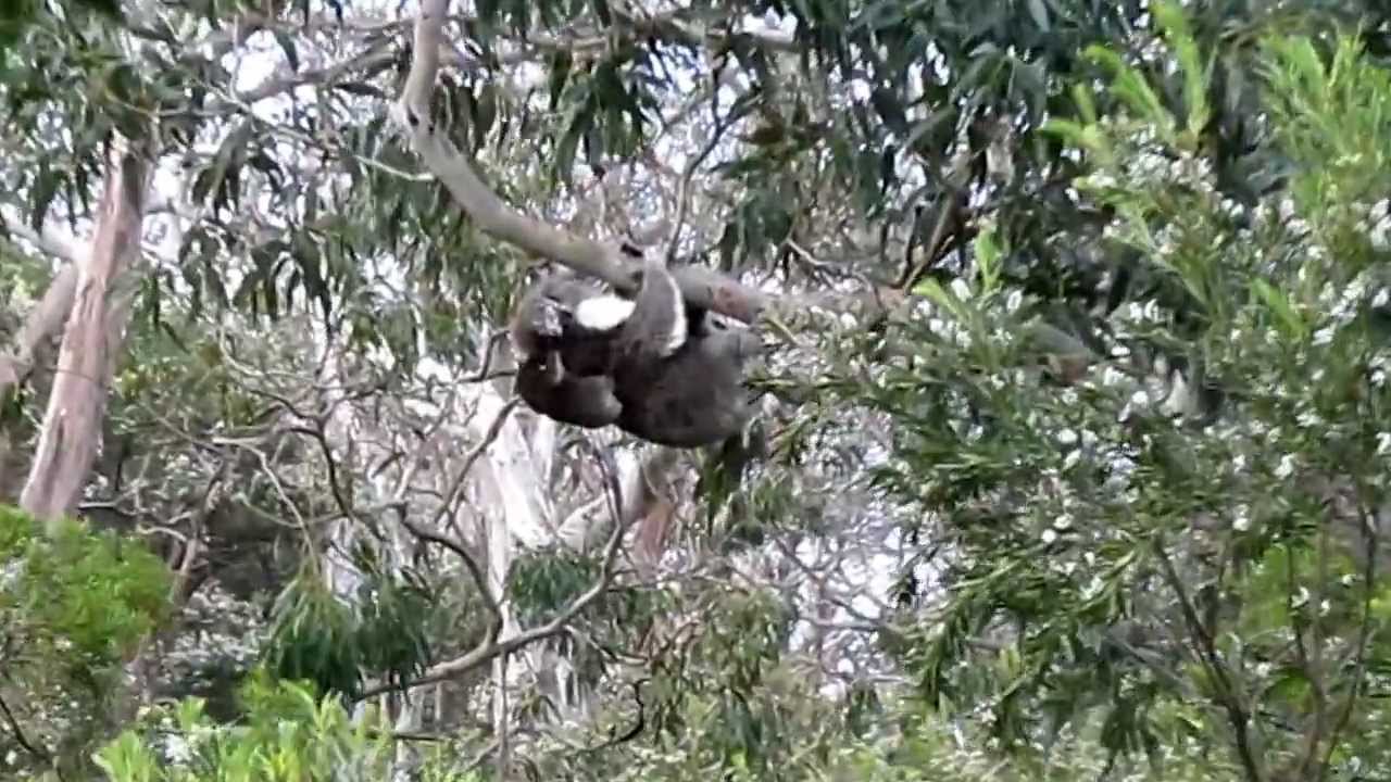 Koala fight - YouTube
