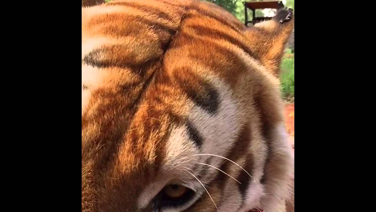 Tiger up close and personal - YouTube