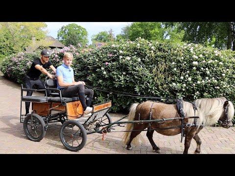 Fat mini pony pulls carriage to lose weight