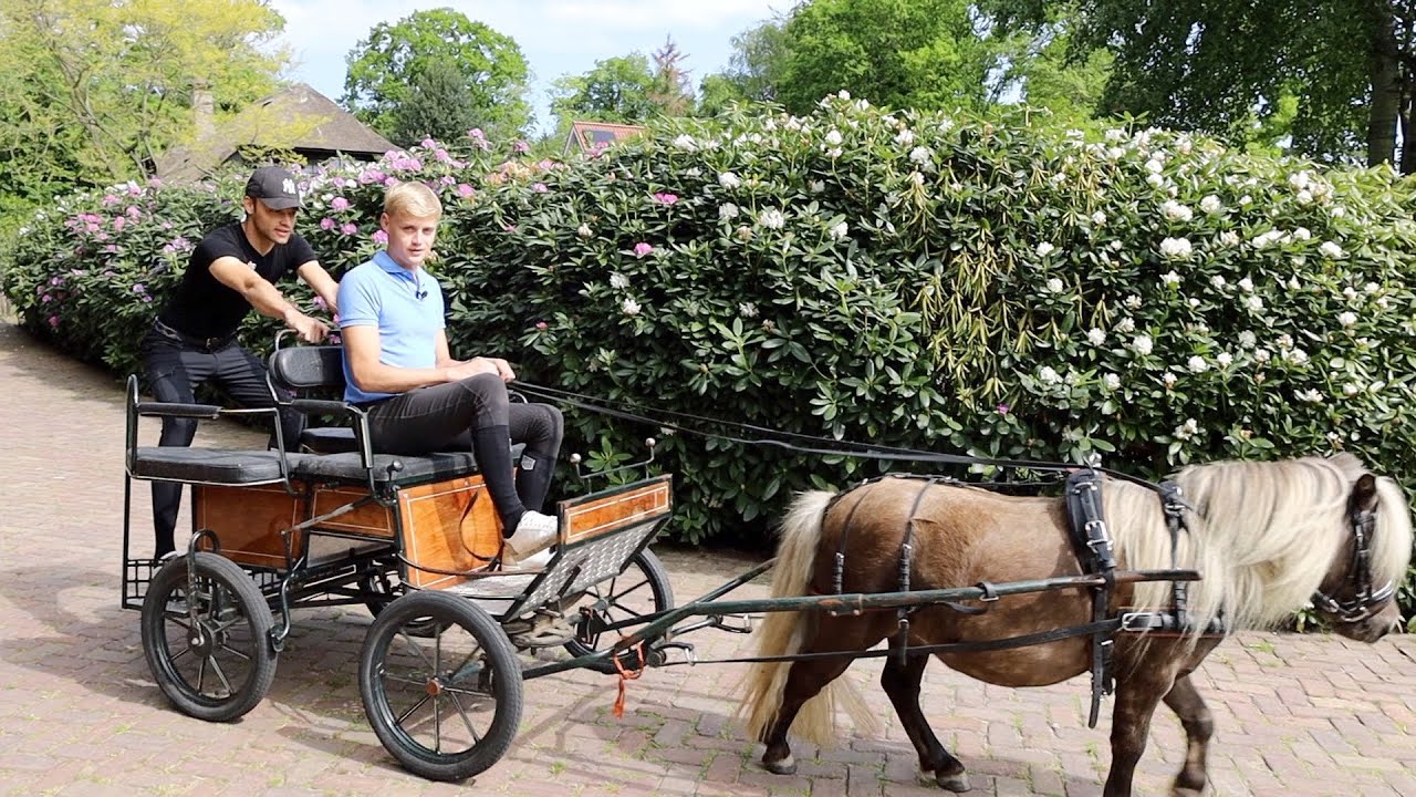 Fat mini pony pulls carriage to lose weight - YouTube