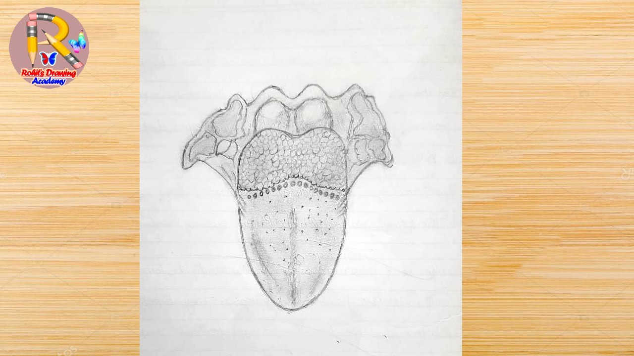 How to draw human tongue step by step | Easy | Tongue Digram Anatomy ...
