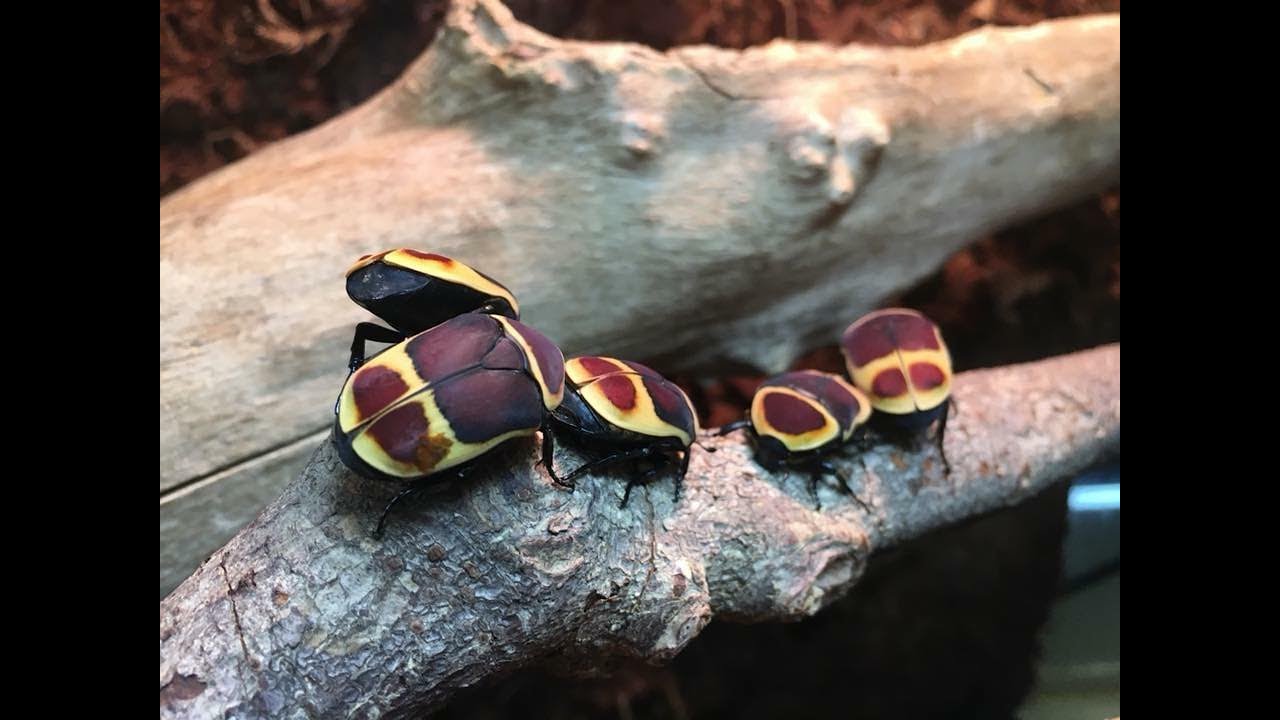 Northumberland College Zoo Insects Importance of Insects - YouTube