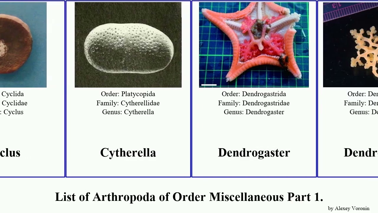 List of Arthropoda of Order Miscellaneous Part 1. argulus gigas ...
