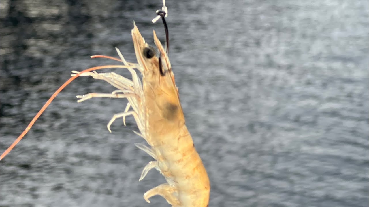 How To Catch Monster Black Drum and snappers on Live Shrimp - YouTube