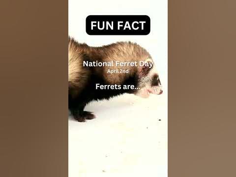 Party Like a Ferret: National Ferret Day Festivities 🎈#facts # ...