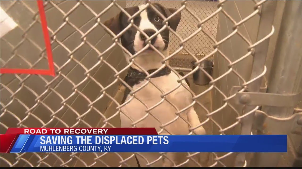 Saving Displaced Pets - YouTube