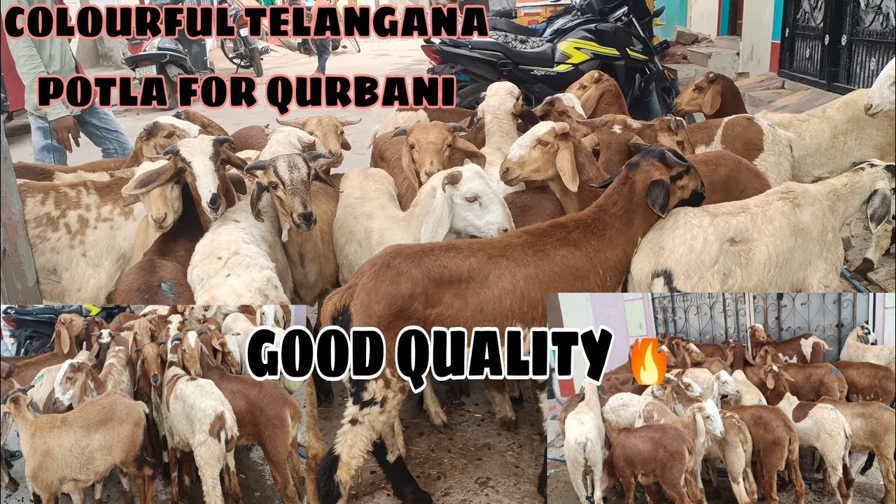 #6305487644 | GOOD QUALITY TELANGANA POTLA LOT FOR QURBANI AVAILABLE IN ...