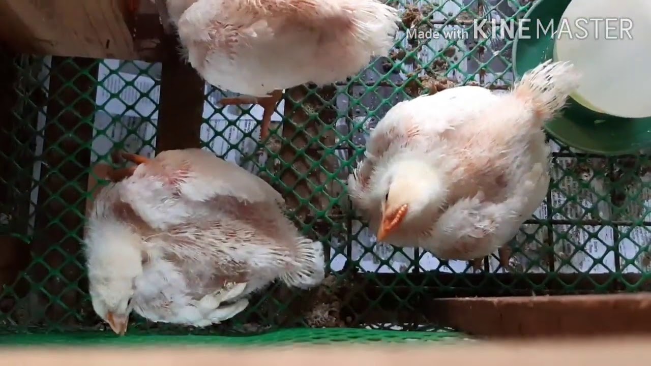Day 15| How to grow a 45 days old chicken♡ - YouTube