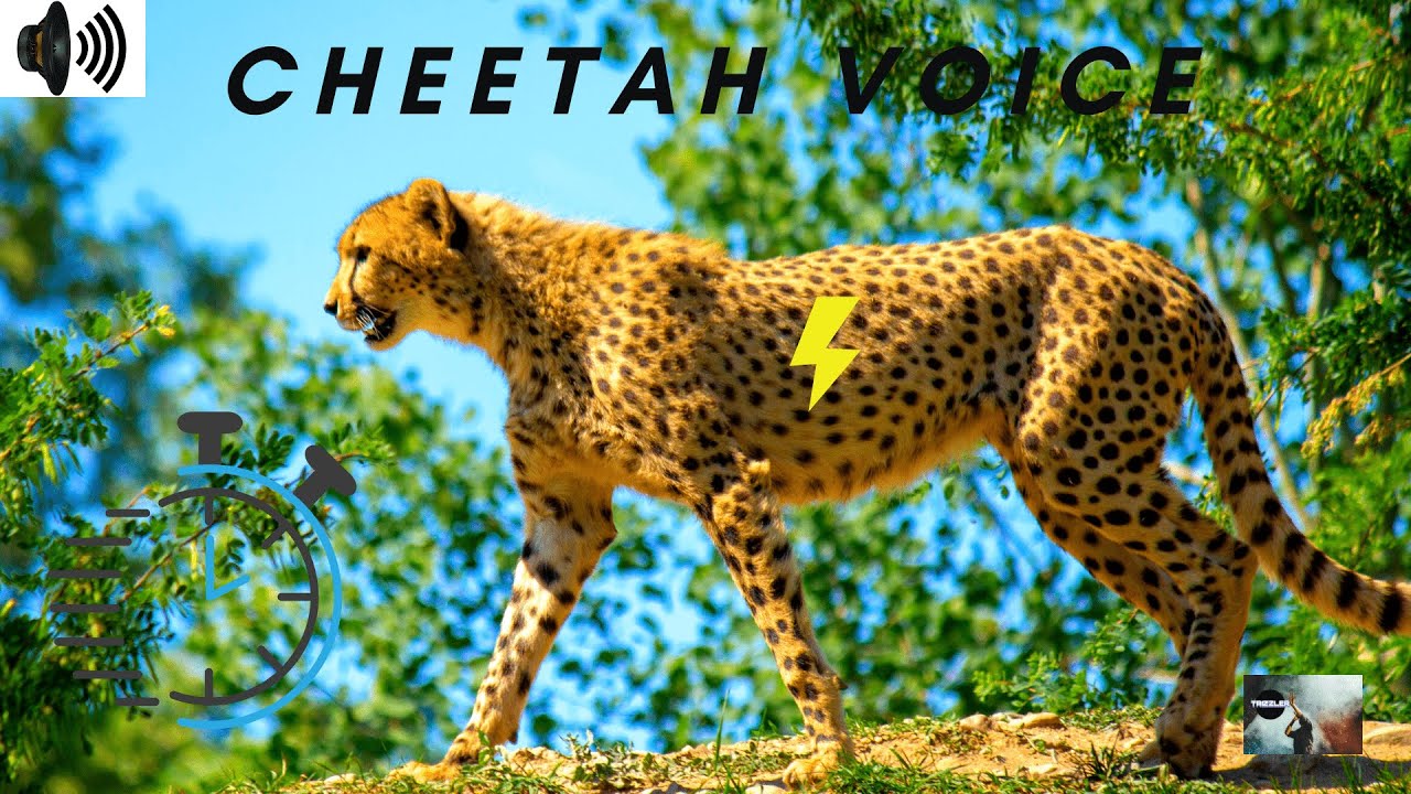 CHEETAH VOICE | LARGE CAT | AFRICA | FASTEST ANIMAL |TRIZZLER| - YouTube