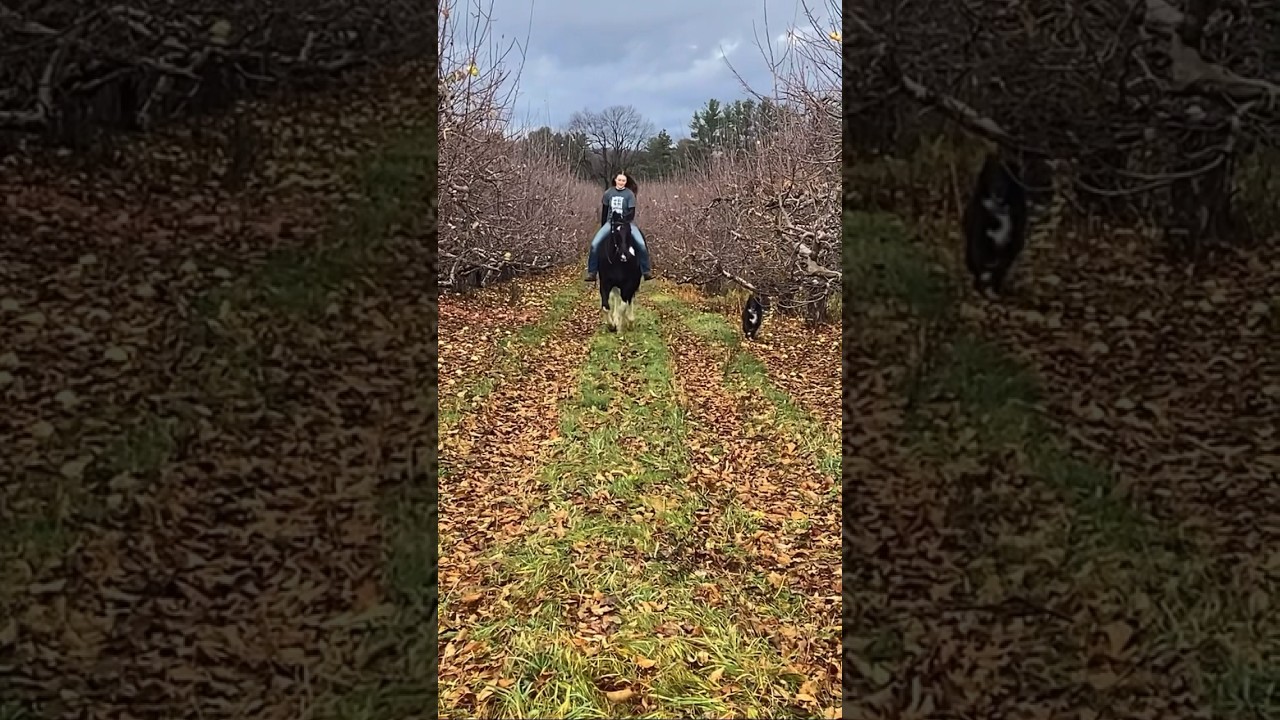 Running with the wolves tonight #horse #equestrian #dog #chico - YouTube