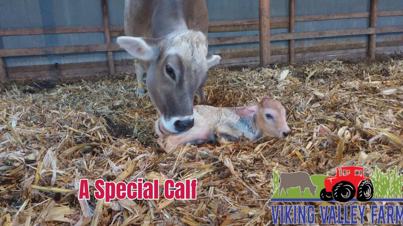 A Special Cow Has Had A Special Calf! - YouTube