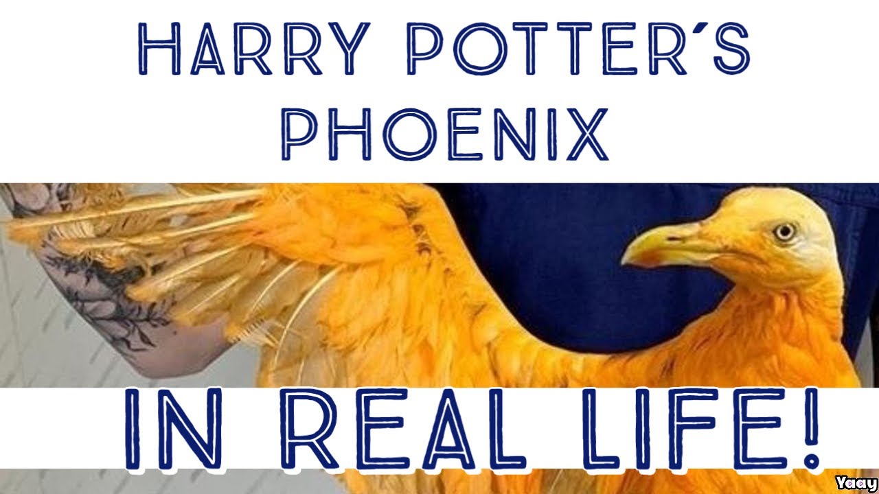 Harry Potter´s Phoenix in real life! - YouTube