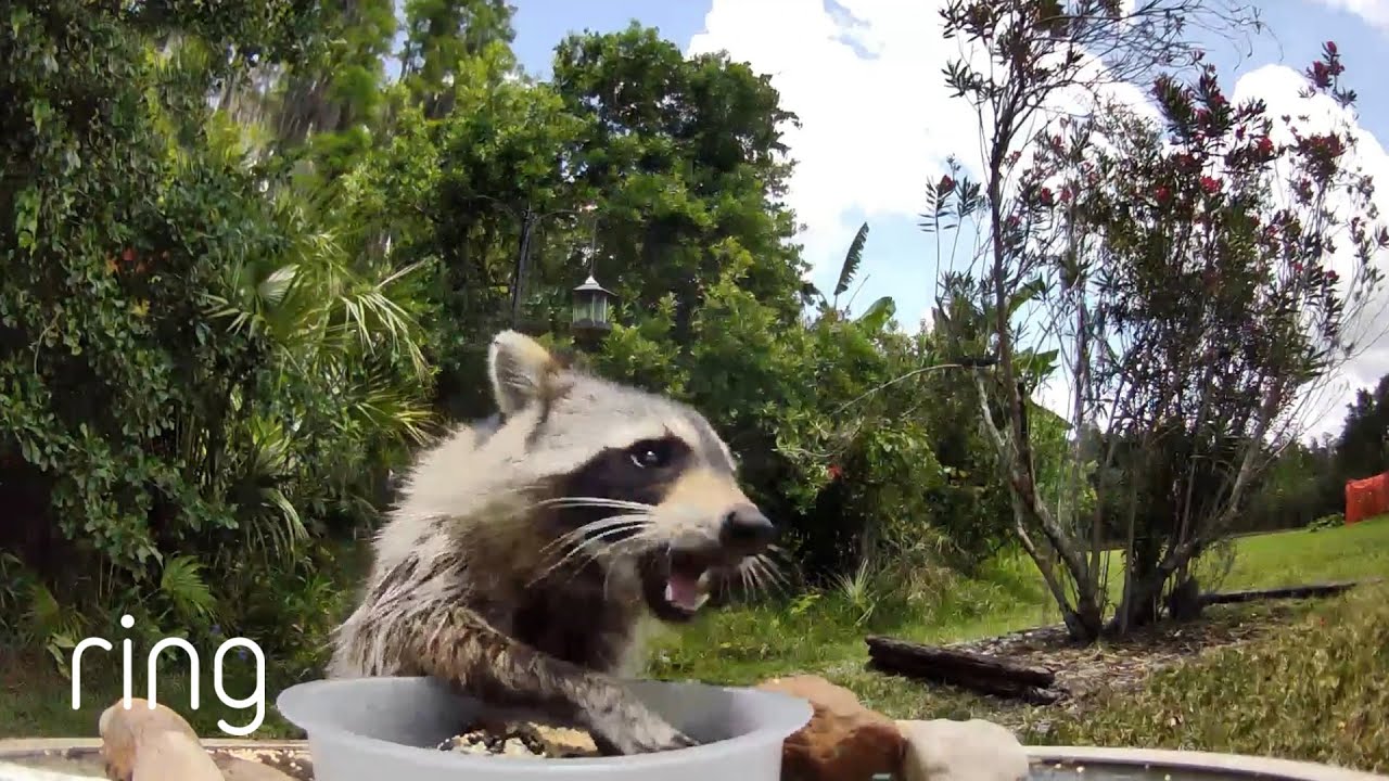 Man Makes 24/7 Snack Station for Backyard Animals | RingTV - YouTube