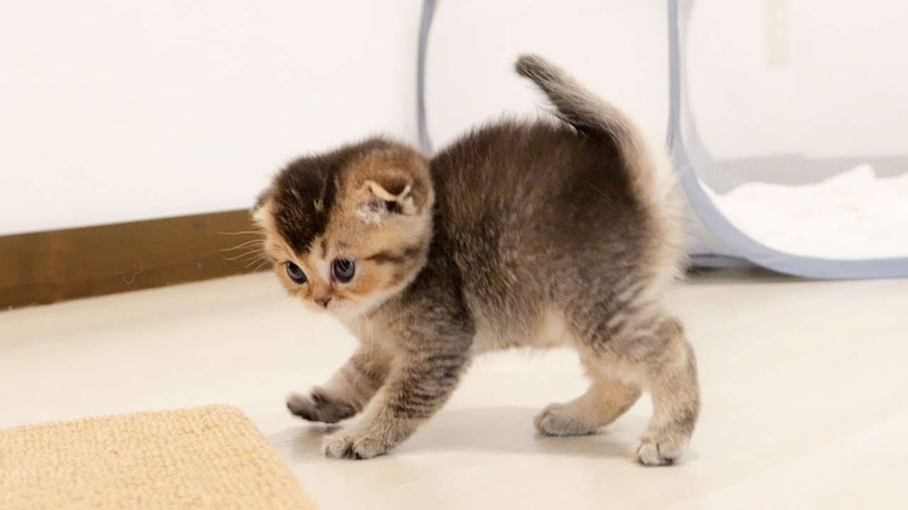 The kitten's first intimidating opponent was the mother cat. - YouTube