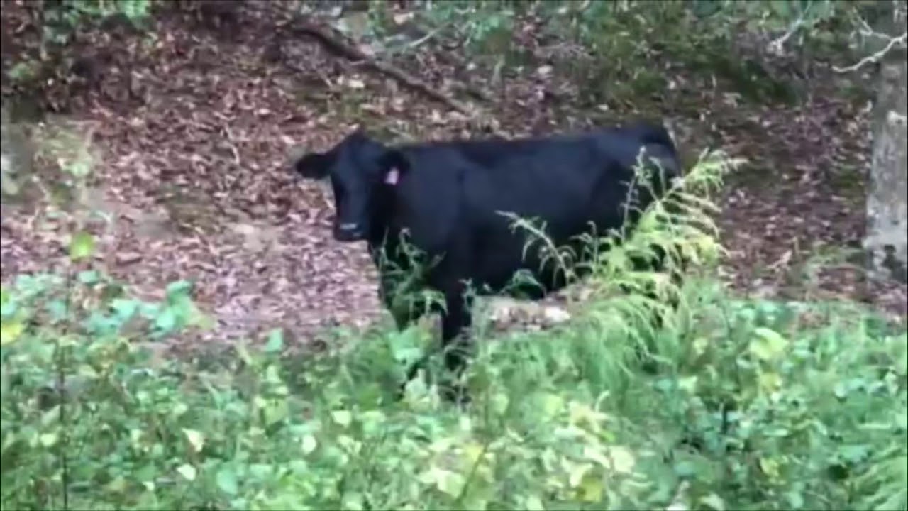 Tagging a newborn calf, almost got run over by the cow - YouTube