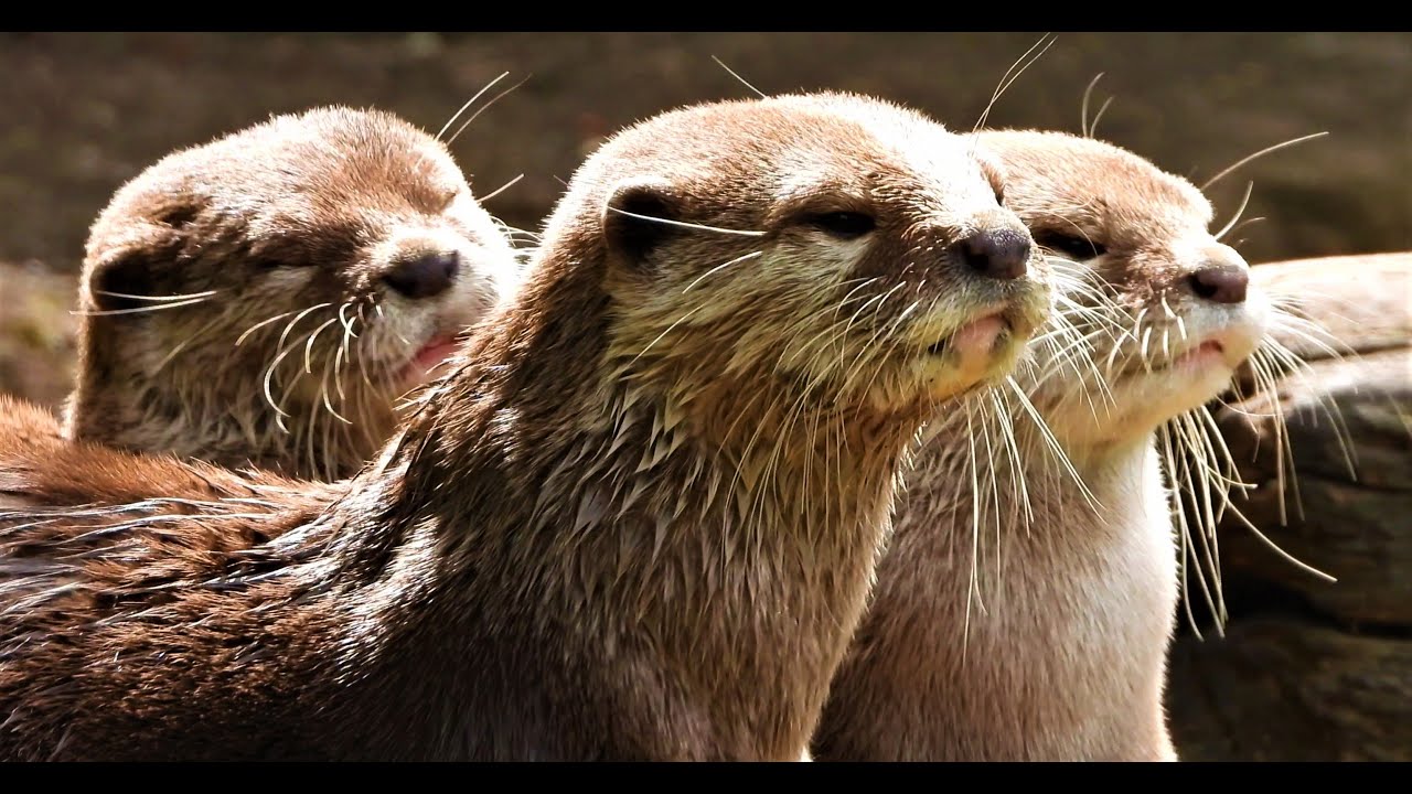 Oriental small-clawed otter/ Otter pups / Otter call/ Whistling Otter ...