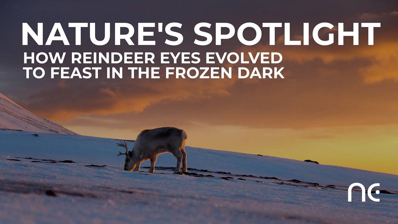 Nature's Spotlight: How Reindeer Eyes Evolved to Feast in the Frozen ...