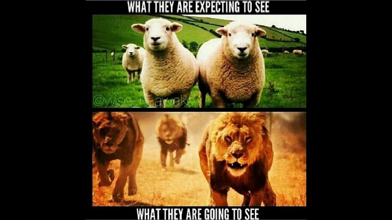 LIONS vs SHEEPS - YouTube