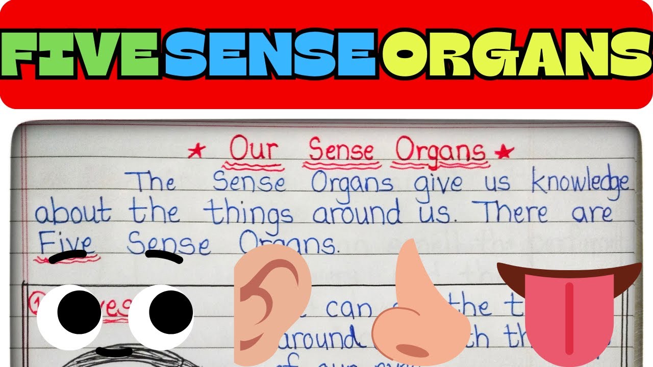 Sense Organs & their Uses | 5 Sense Organs Names - YouTube