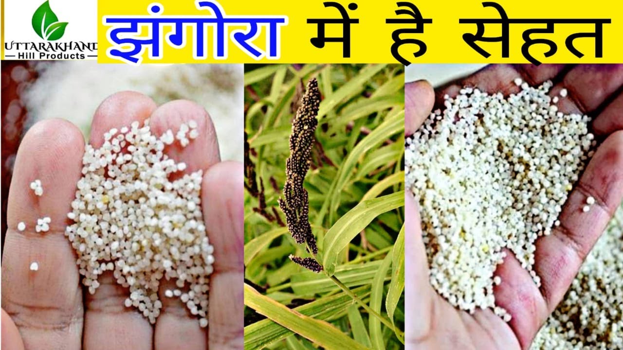 झंगोरा से जुड़े फायदे || HEALTH BENIFITS OF JHANGORA || UTTARAKHAND ...