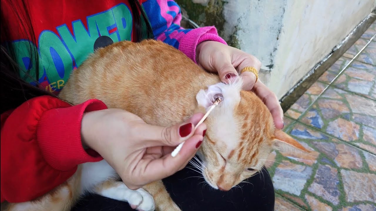 After a Week Without Cleaning | Cat Ear Cleaning| Meow Family - YouTube