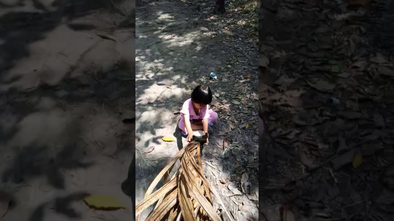 Main tarik pelepah pinang - YouTube