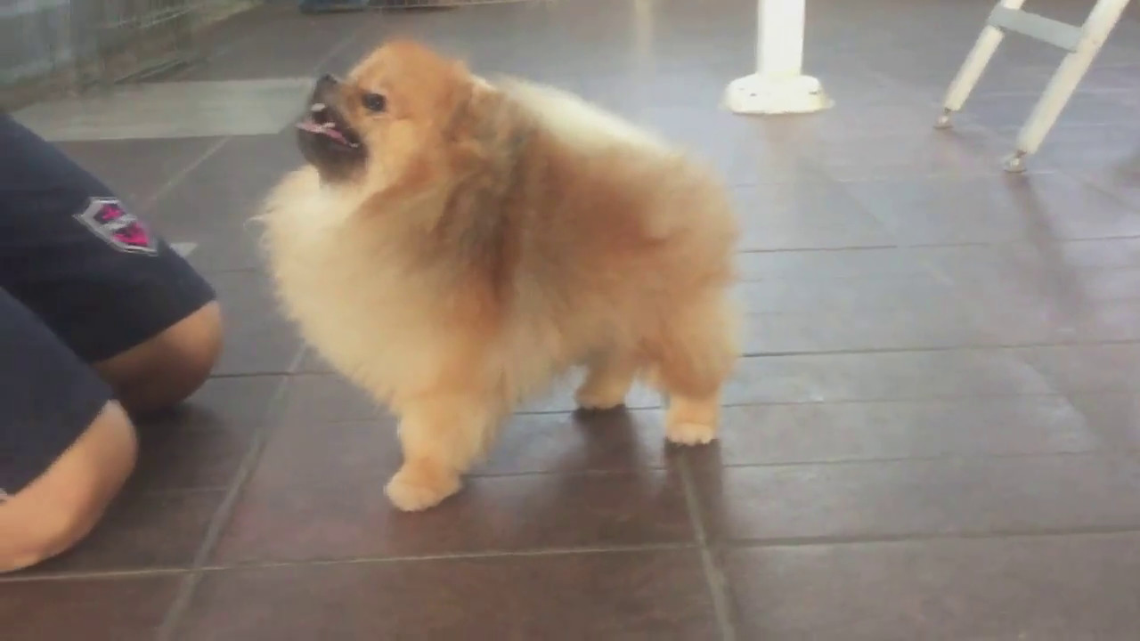 Training Pomeranian for show - YouTube