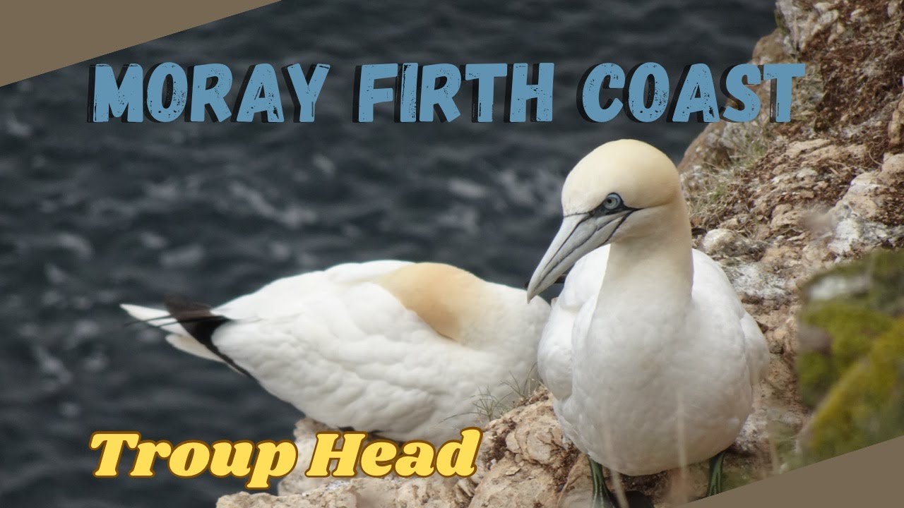 Moray Firth Coast: Troup head - YouTube