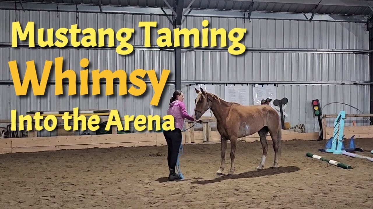 Mustang Taming with Whimsy- first sessions in the arena, picking up ...