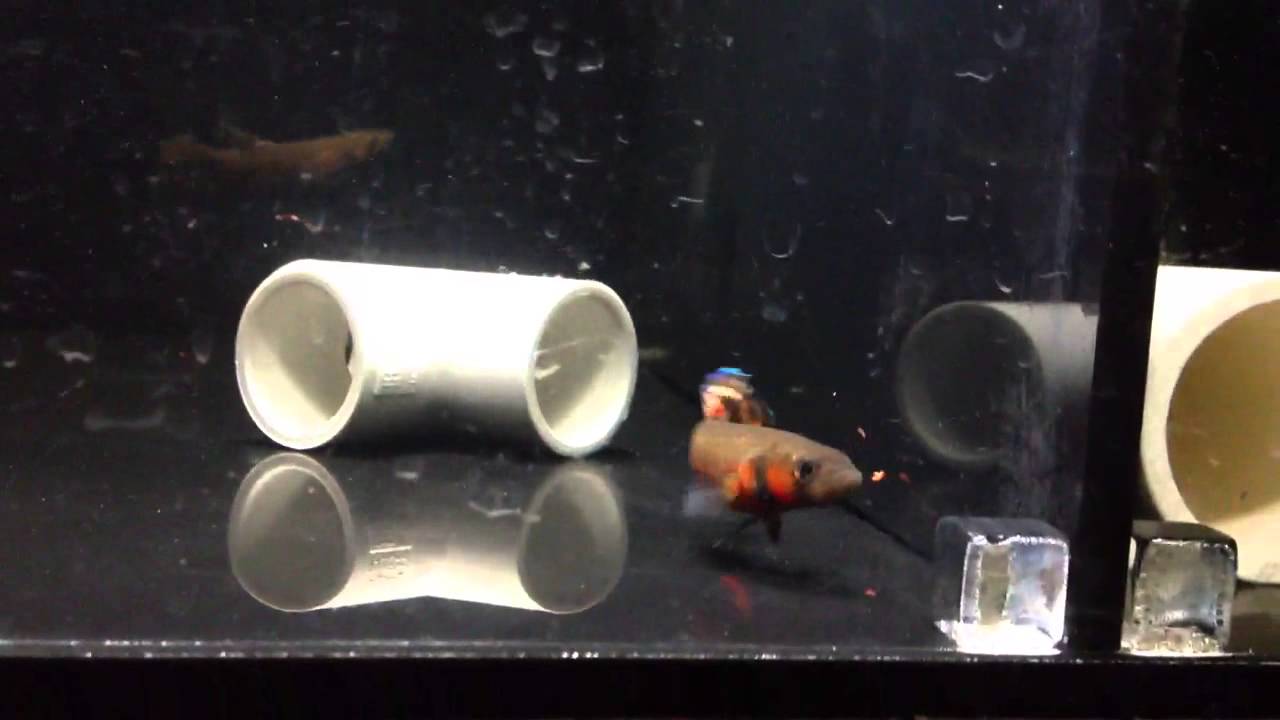 Betta Macrostoma trio - YouTube
