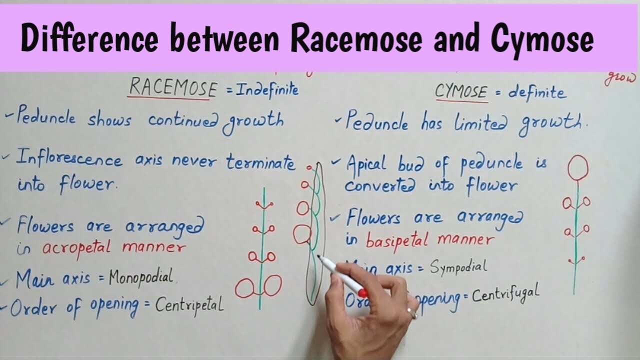 Difference between Racemose and Cymose Inflorescence || Racemose Vs ...
