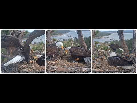 Shadow brings the fish, Jackie doesn't eat it 03.04.2026 @FOBBVCAM